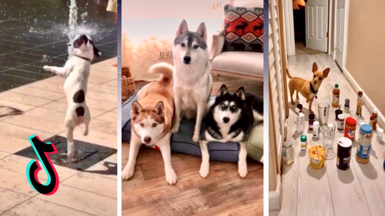 Funny Dogs TikTok ~ Funny Animals Videos | Best TikTok Animals ...
