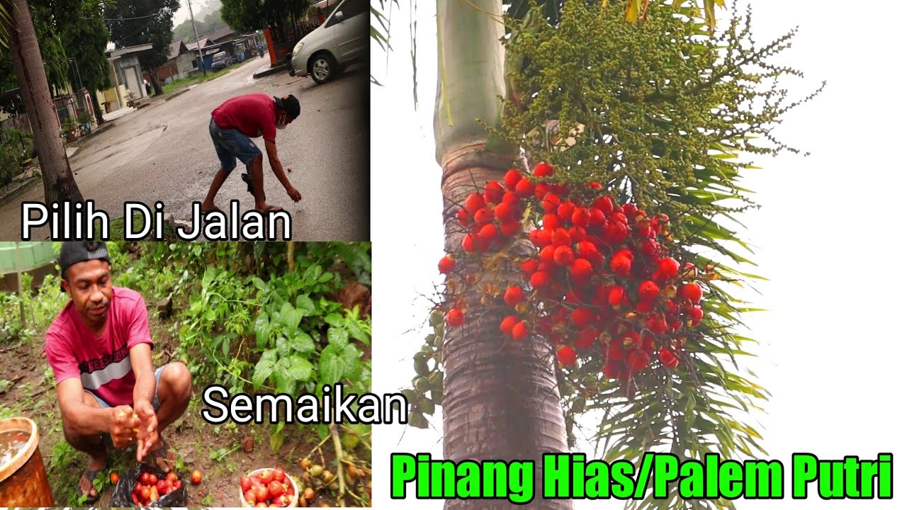 Persiapan Dan Pemilihan Benih Pinang Hias Atau Palem Ekor Tupai - YouTube