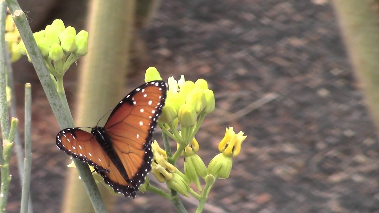Queen Butterfly, Sunnylands, Rancho Mirage, California, November 29 ...