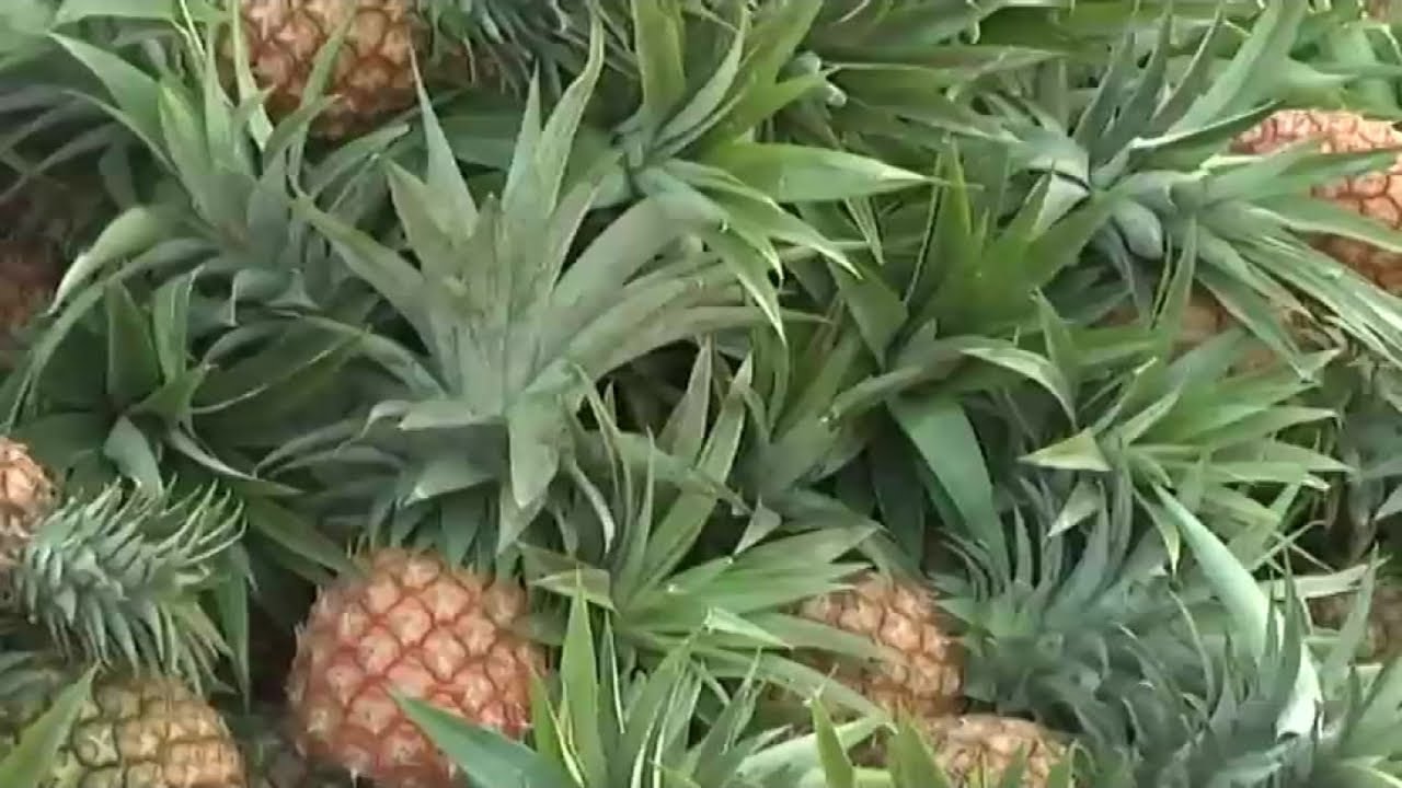 Bénin, DÉVELOPPEMENT DE LA FILIÈRE ANANAS - YouTube