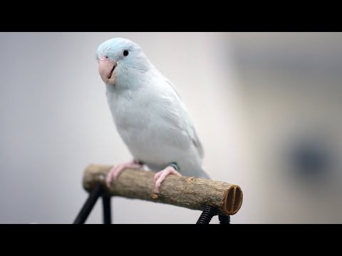 Stanford researchers decode how birds land with ease