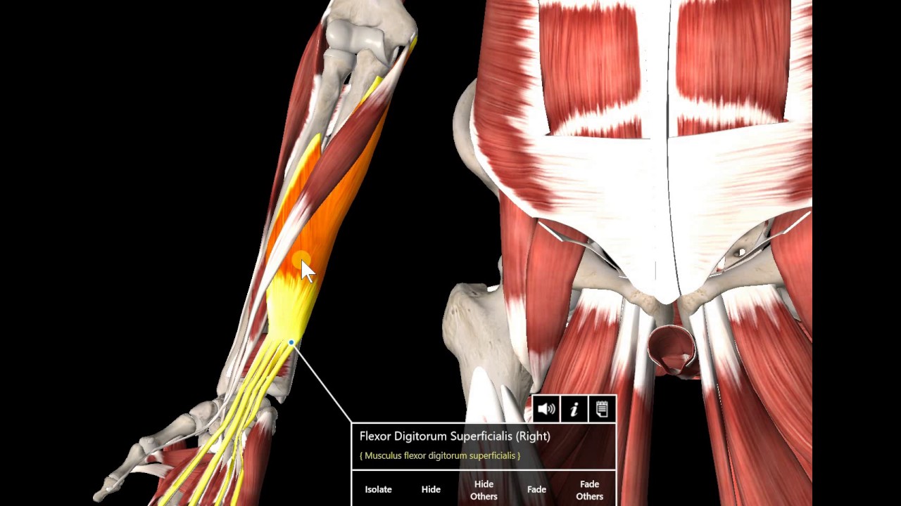 13 muscle gross anatomy forearm muscles - YouTube