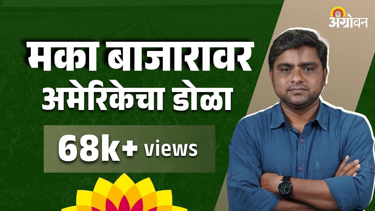 Maize Market: अमेरिकेची स्वस्त ज्वारी पशुखाद्यासाठी घेण्याची मागणी | Agrowon - YouTube