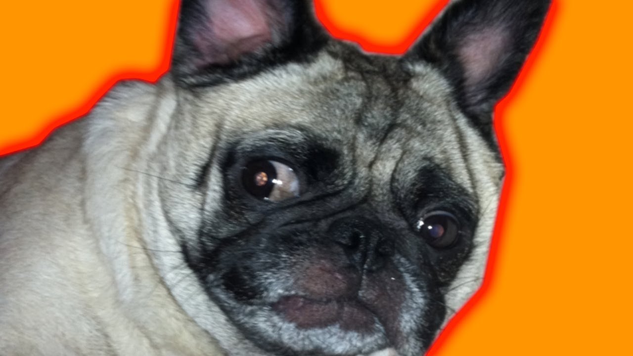 The Amazing Pug - YouTube