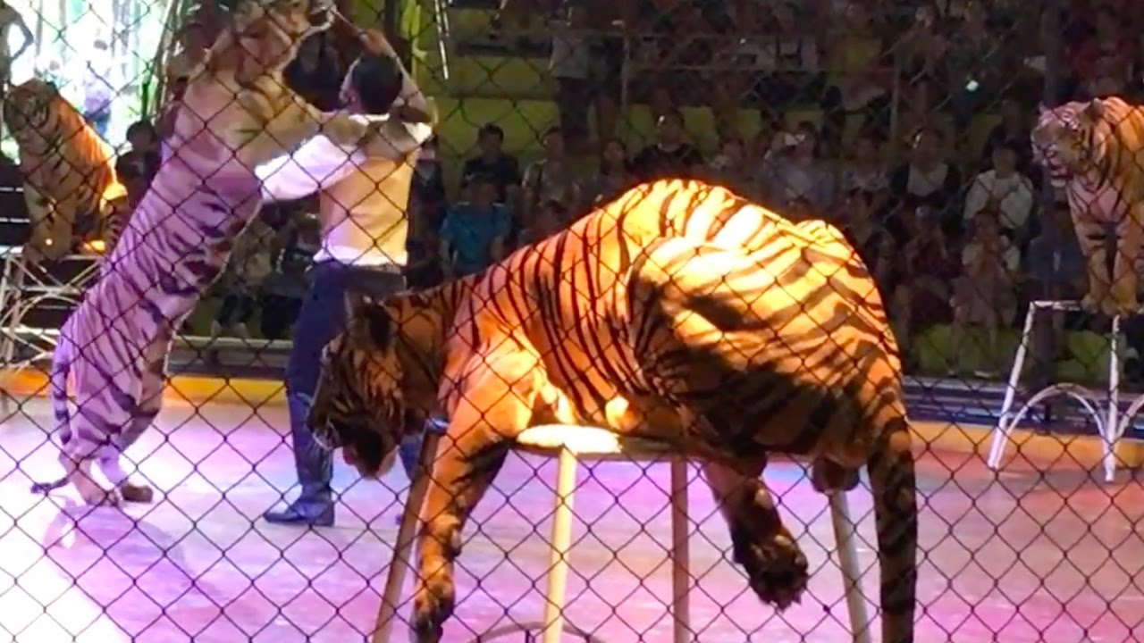 Worlds best tiger show amazing dance by tigers - YouTube