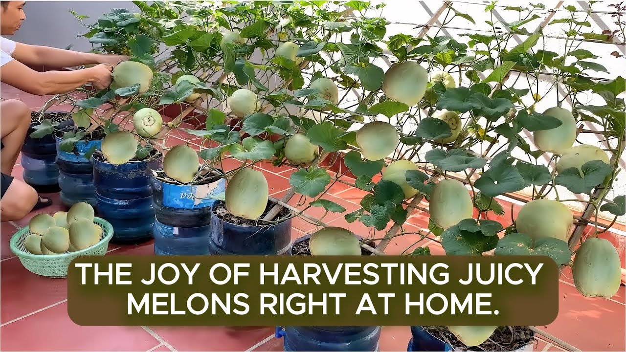 The joy of growing melons at home is easy and effective - YouTube