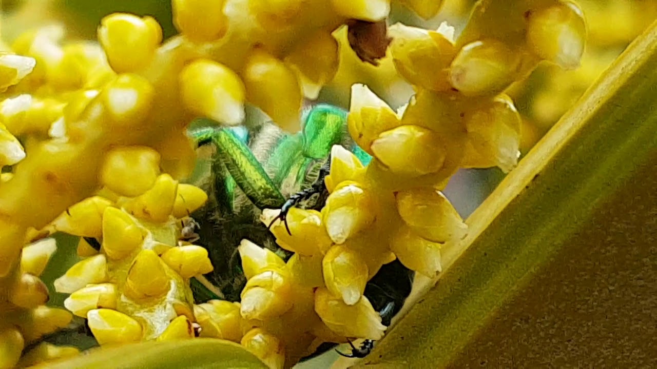 Mayate Verde tomando miel - YouTube