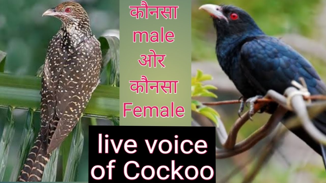 What is Different between koyal male and Female ? ||Tech earth|| 💐💐 ...