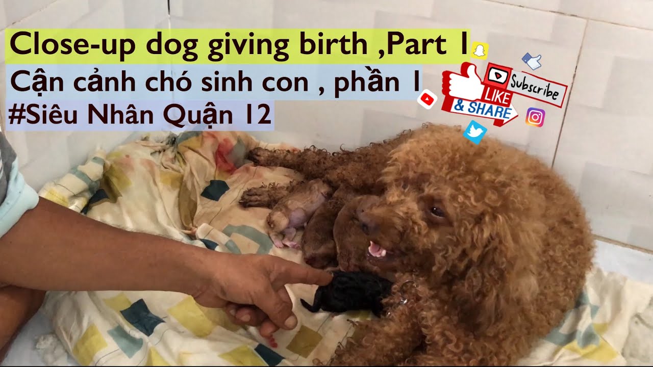 | Cận cảnh chó Poodle sinh con (P1)-- Tiny Poodle | - YouTube