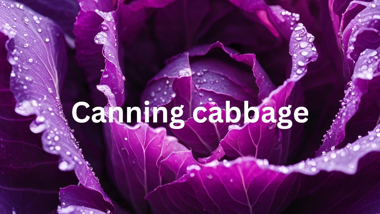 Canning cabbage - YouTube