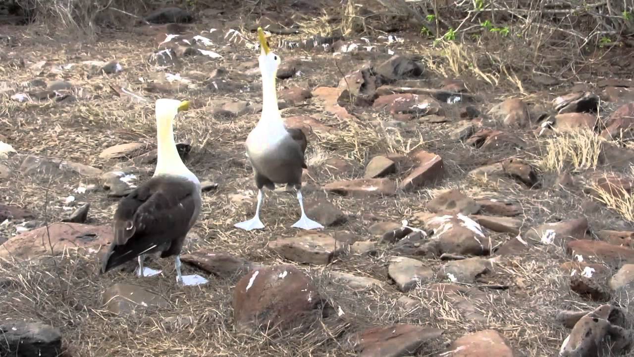Mating ritual of a waved albatross couple, Galápagos Islands - YouTube