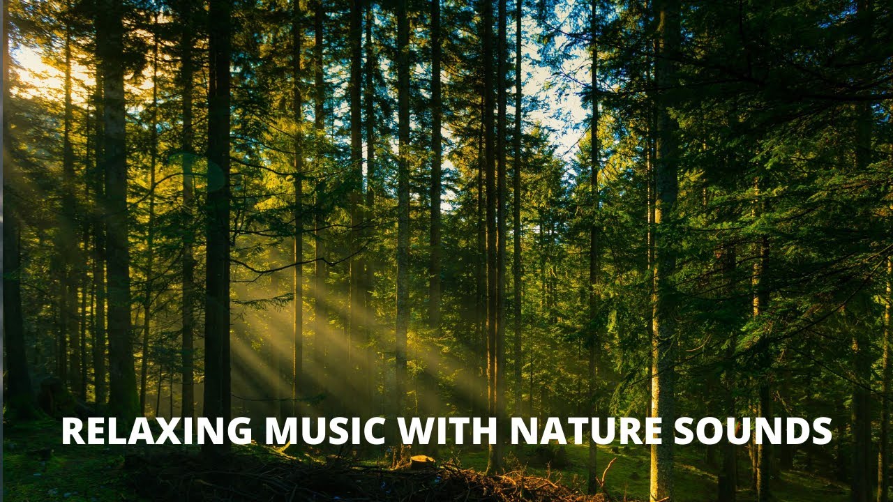Relaxing Music With Nature Sounds, Forest Music, Sleep Music - YouTube ...
