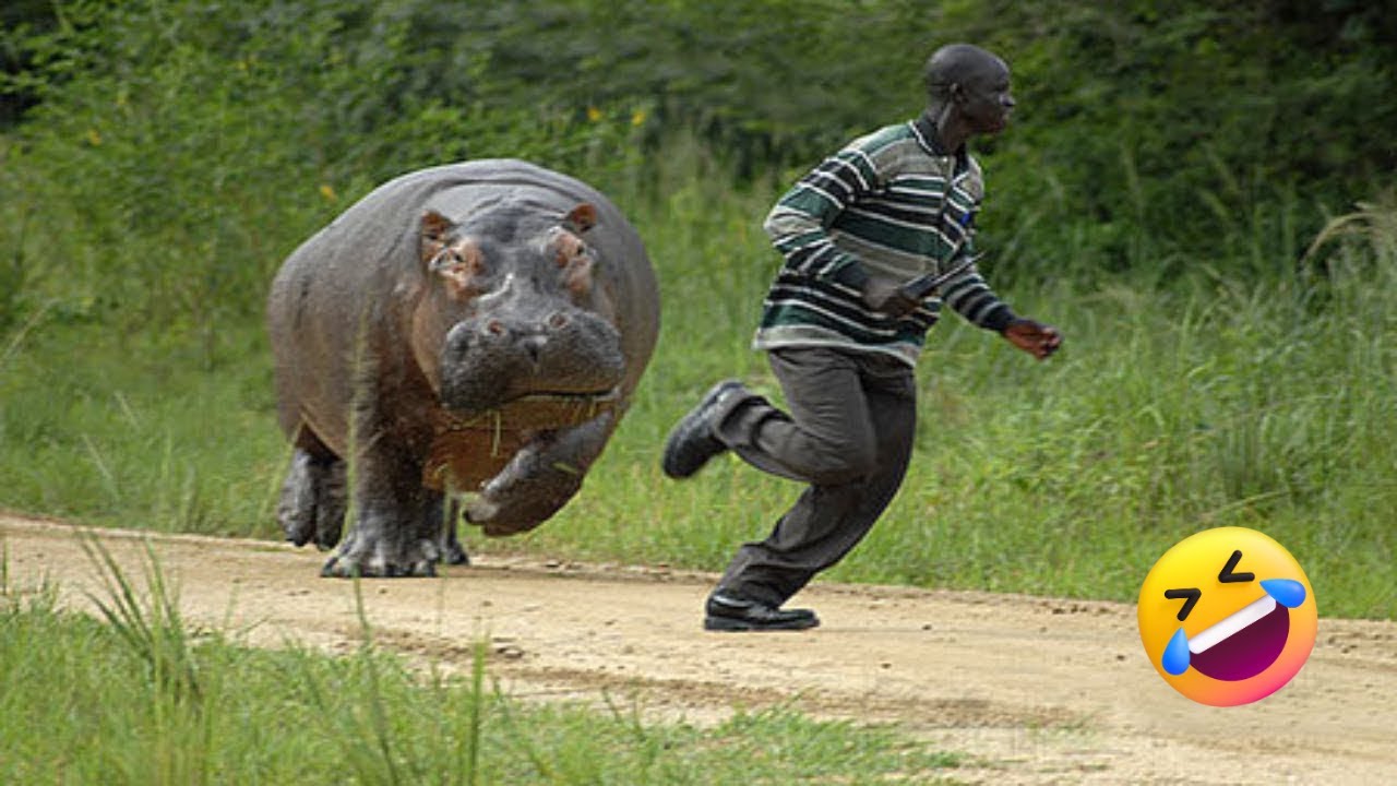 Funny Animals Chasing People 😹 - YouTube