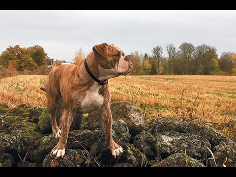 Master Bubble Theory Dog Training: A Complete Guide - YouTube