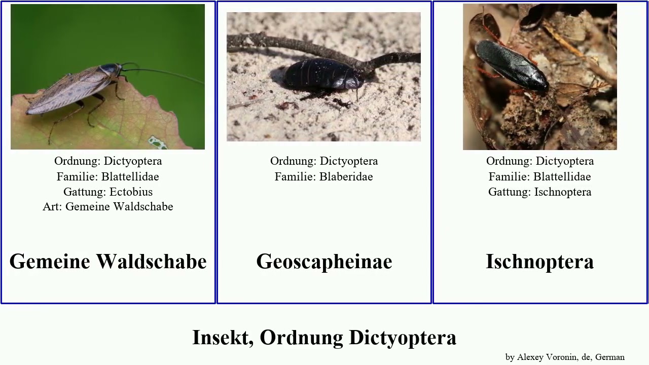 Insekt, Ordnung Dictyoptera insect lateralis giganteus floridana ...