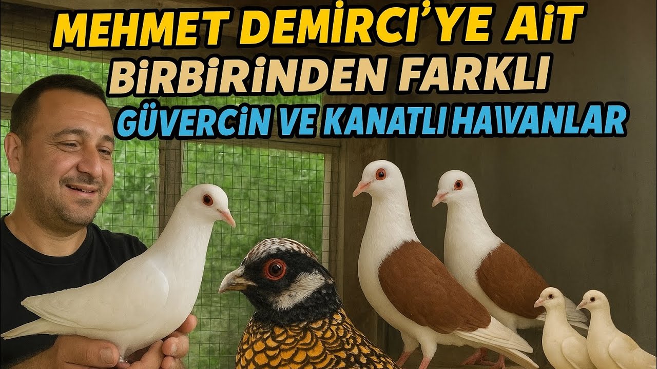 MEHMET DEMİRCİYE AİT BİRBİRİNDEN FARKLI GÜVERCİN VE KANATLI HAYVANLAR ...