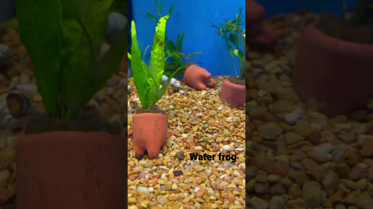 Water frog at petco - YouTube