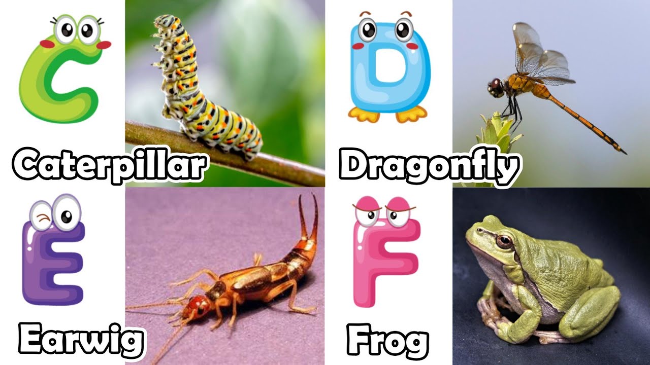 Insects ABC Song for Kids | Insects for Kids | Phonics for Kids ...