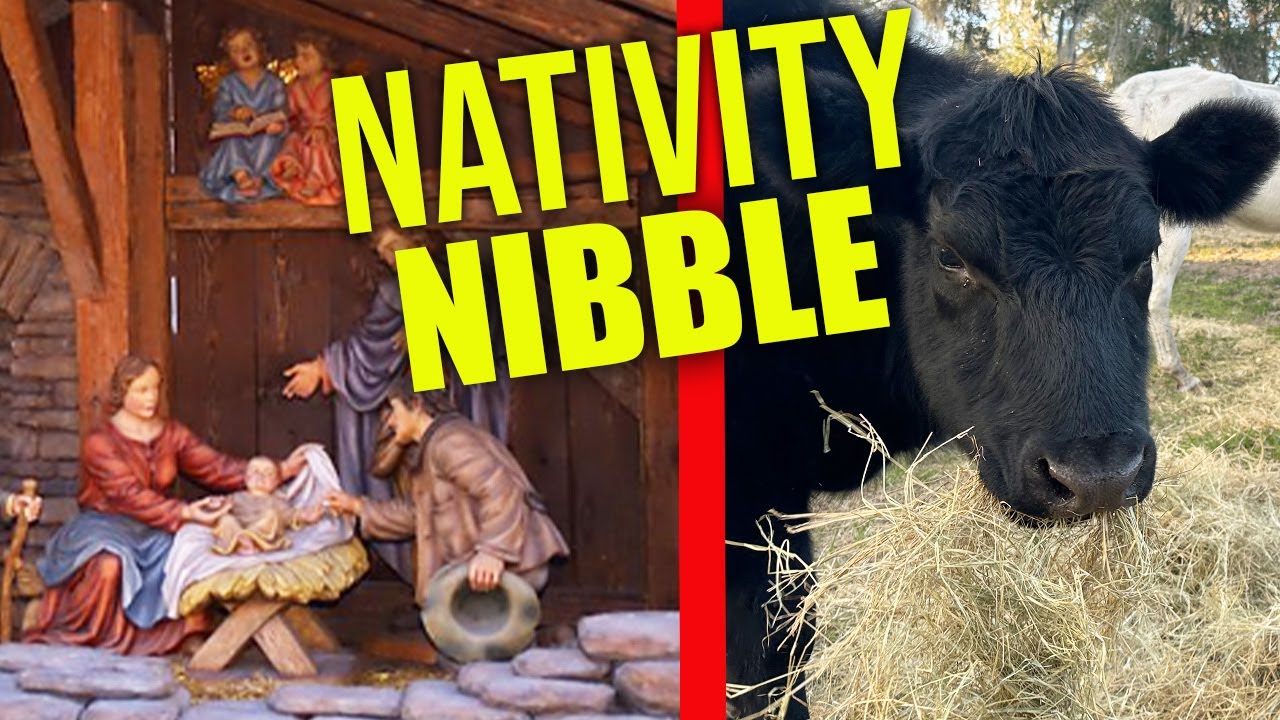 Animals recycle nativity scene - YouTube