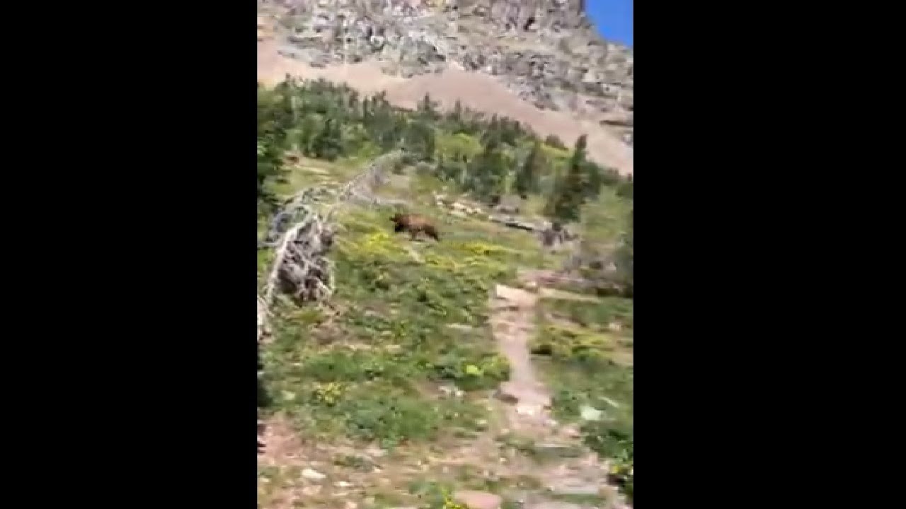 Bear Chasing Goats At Glacier National Park - YouTube