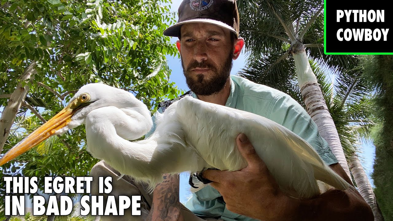 Trying To Save An Egret I Found In An Client's Back Yard - YouTube