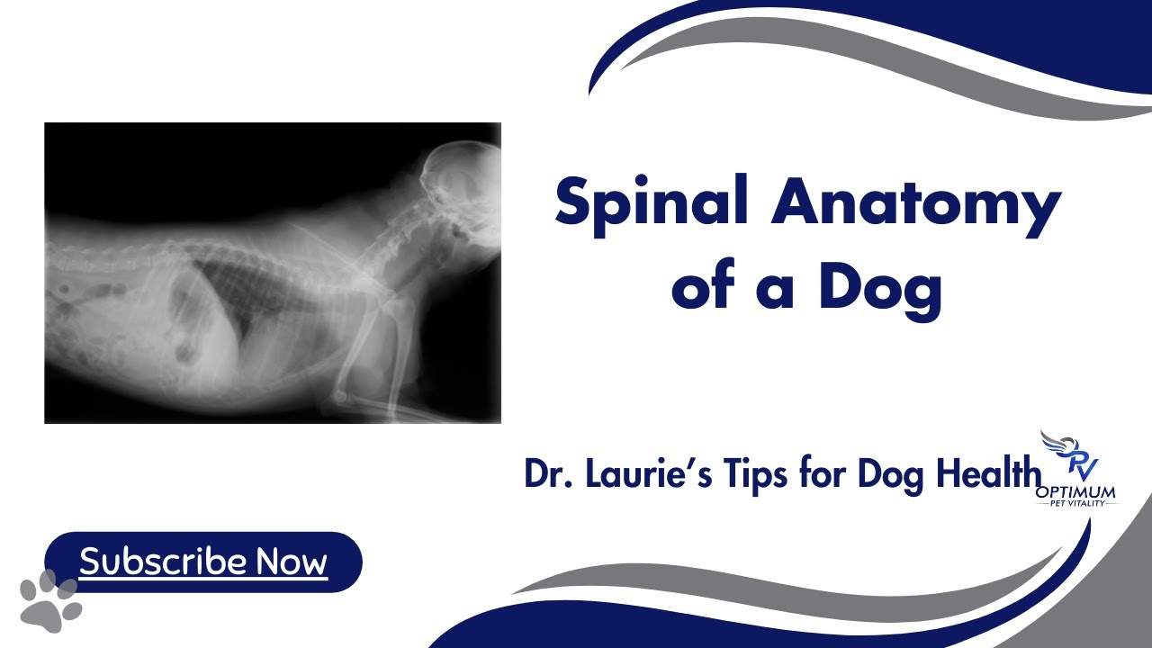 Dog Spinal Anatomy 101 #doghealth #doghealthtips #dogmom - YouTube
