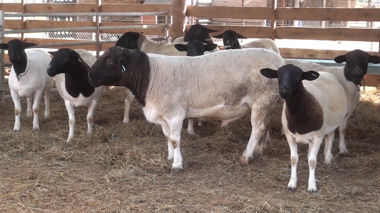 Virtudes de la raza de ovejas Dorper - Cabaña El Tacurú - YouTube