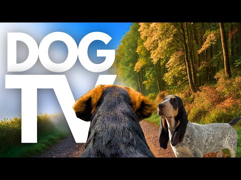 TheDogCam | 10hrs of Comforting Virtual Dog Walks Along Foggy Country Paths 🐾🍂 GoPro DogTV