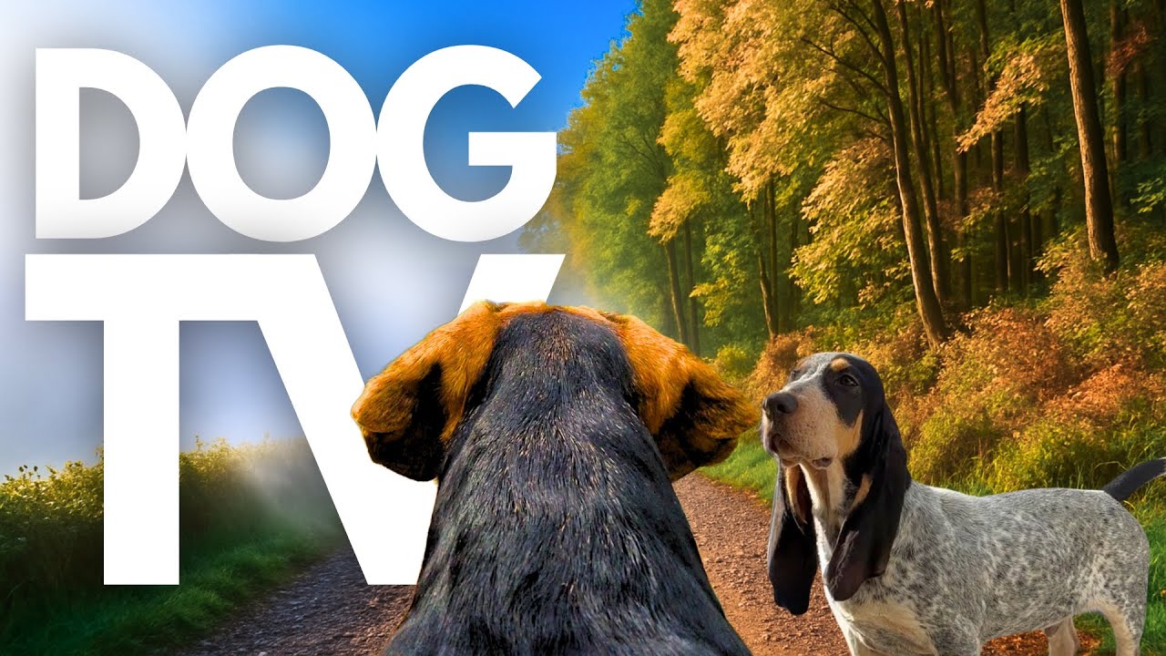 TheDogCam | 10hrs of Comforting Virtual Dog Walks Along Foggy Country ...