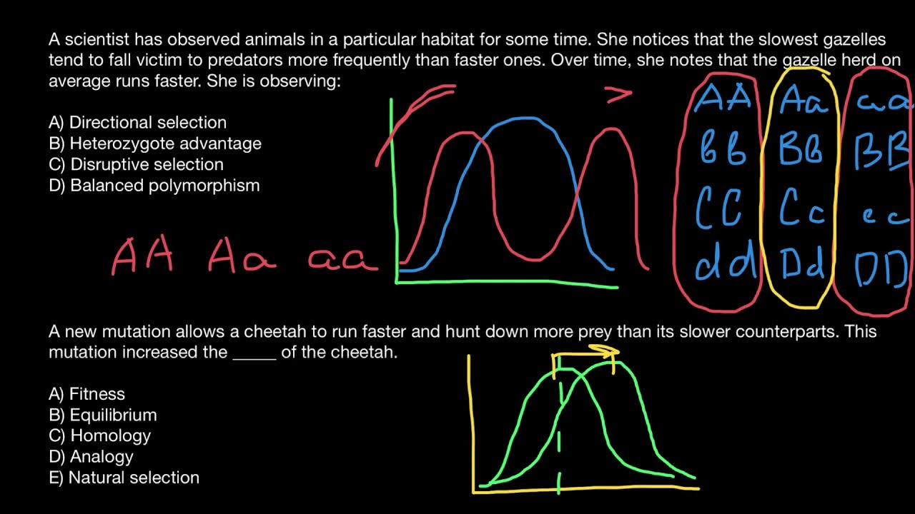 Balanced polymorphism, Disruptive selection, Heterozygous advantage, Directional selection - YouTube