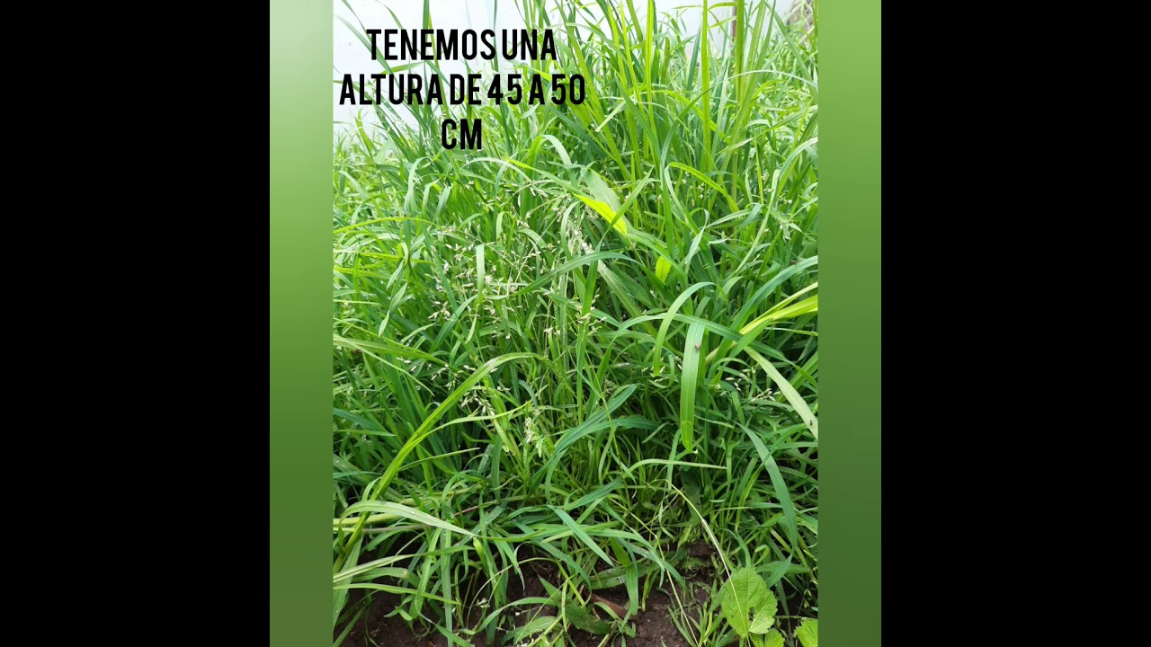 Última evidencia Pasto Azul (Dactylis Glomerata) - YouTube