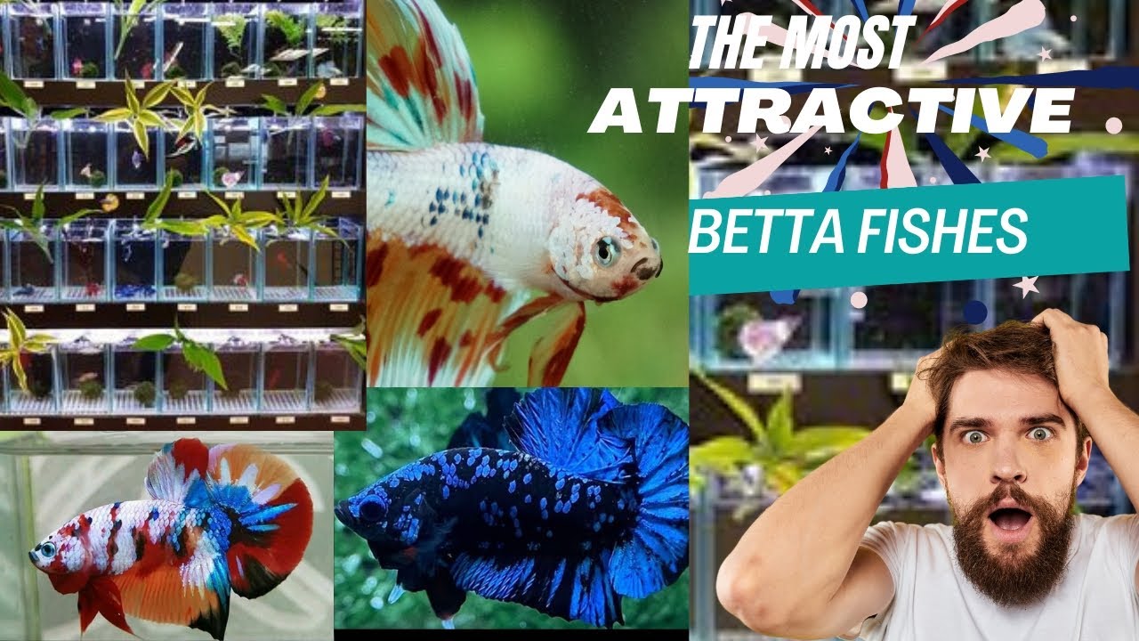 the most attractive betta fish 😍| betta fish stock for sale 🤑👀| I got bettas collection.| #betta ...