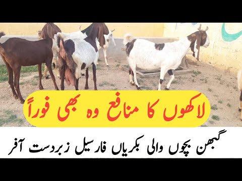 گبھن اور تین بچوں والی بکریاں ایک ہی قیمت میں خریدیں۔ Chakwal Goat Farm ...