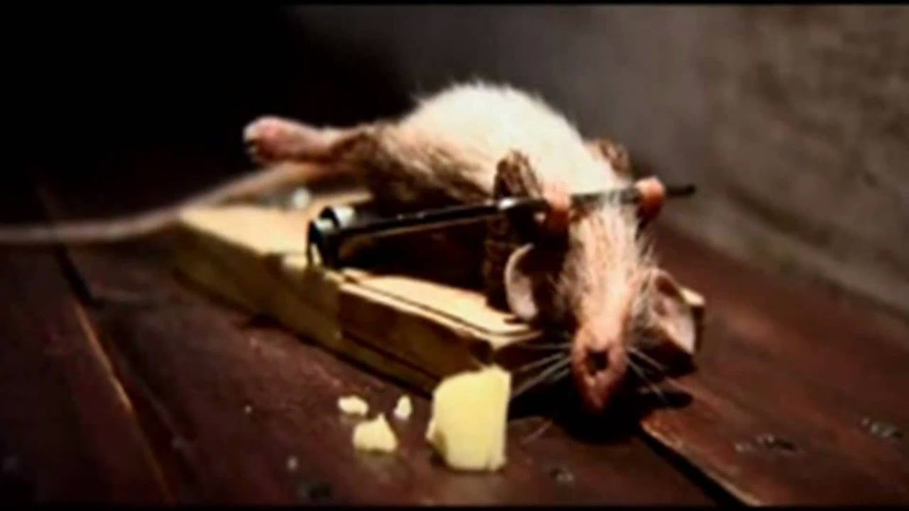 Strong Rat - YouTube