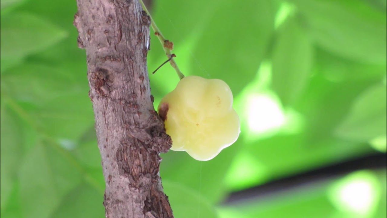 Amla Berry (berries) (Indian Gooseberry) as Immune System Support ...