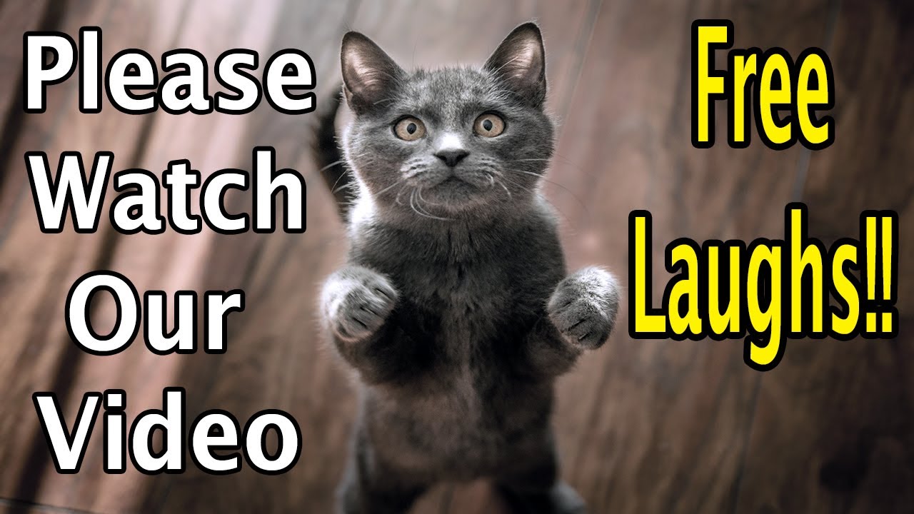 New Funny KITTENS CATS Top Cat Compilation Video LOL pets Hilarious! Free Laughs!! - YouTube