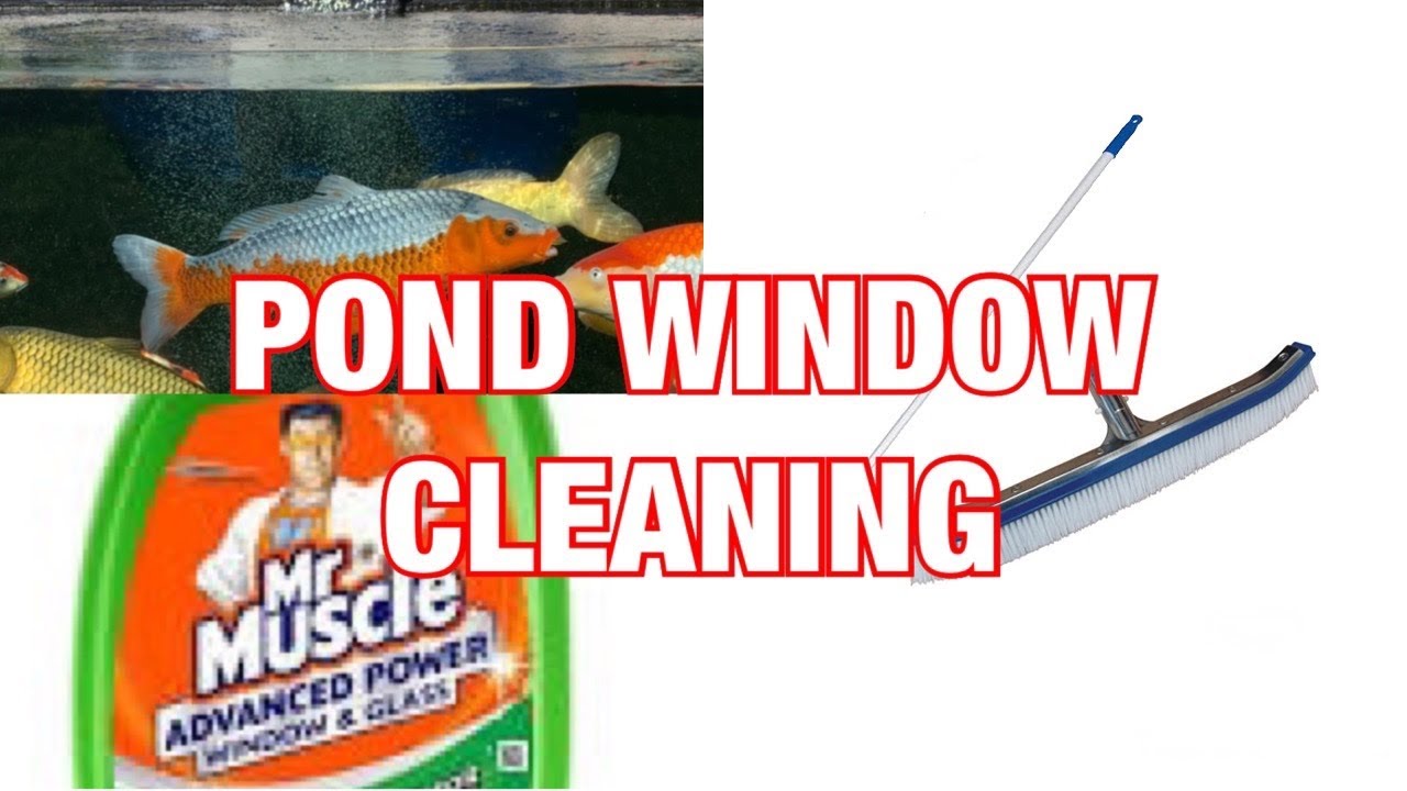 KOI POND WINDOW CLEANING - YouTube