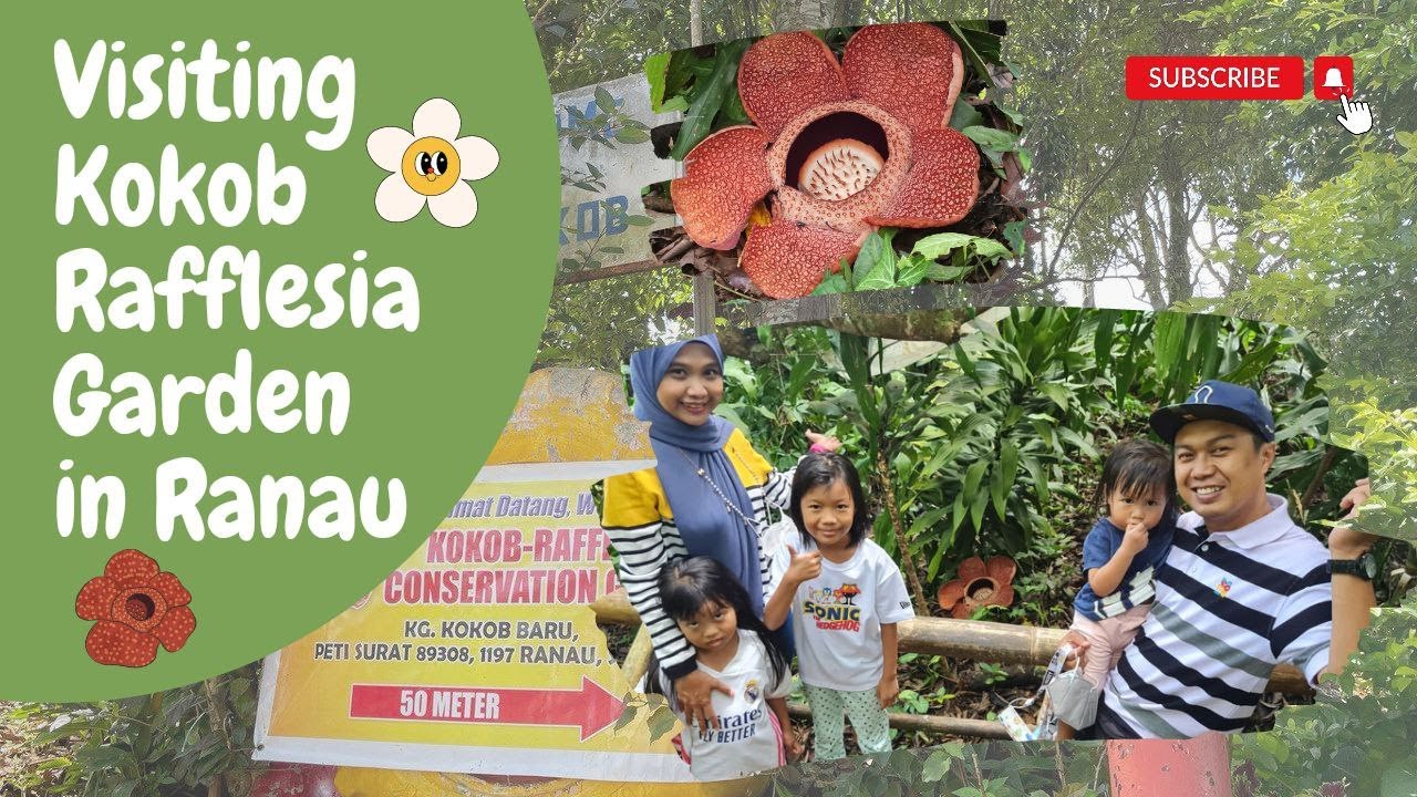 Learn about Rafflesia at Kokob Rafflesia garden, Ranau, Sabah - YouTube