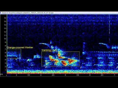 Sample S2L 1-min Spectrogram (with bird calls labeled) - YouTube