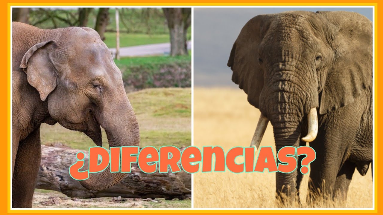 Elefante Africano Vs Elefante Indio Indian Elephants | Jungle Book 3D