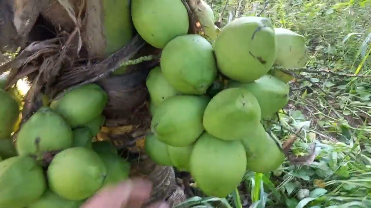 coconut tree farm || coconut crops || amazing coconut tree fruts - YouTube