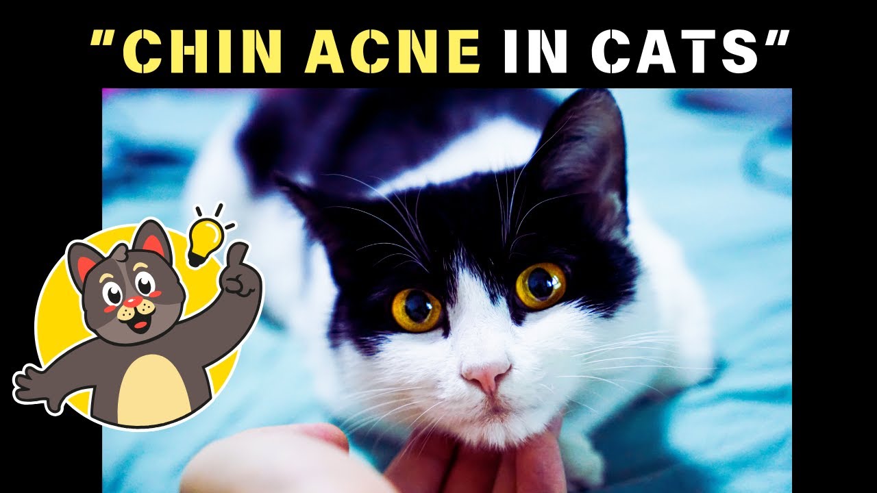 How to Treat Chin Acne in Cats | Causes, Remedies, and Prevention - YouTube