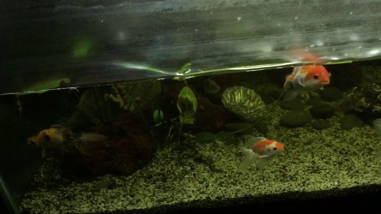 Even drunk people know fish need sleep - YouTube