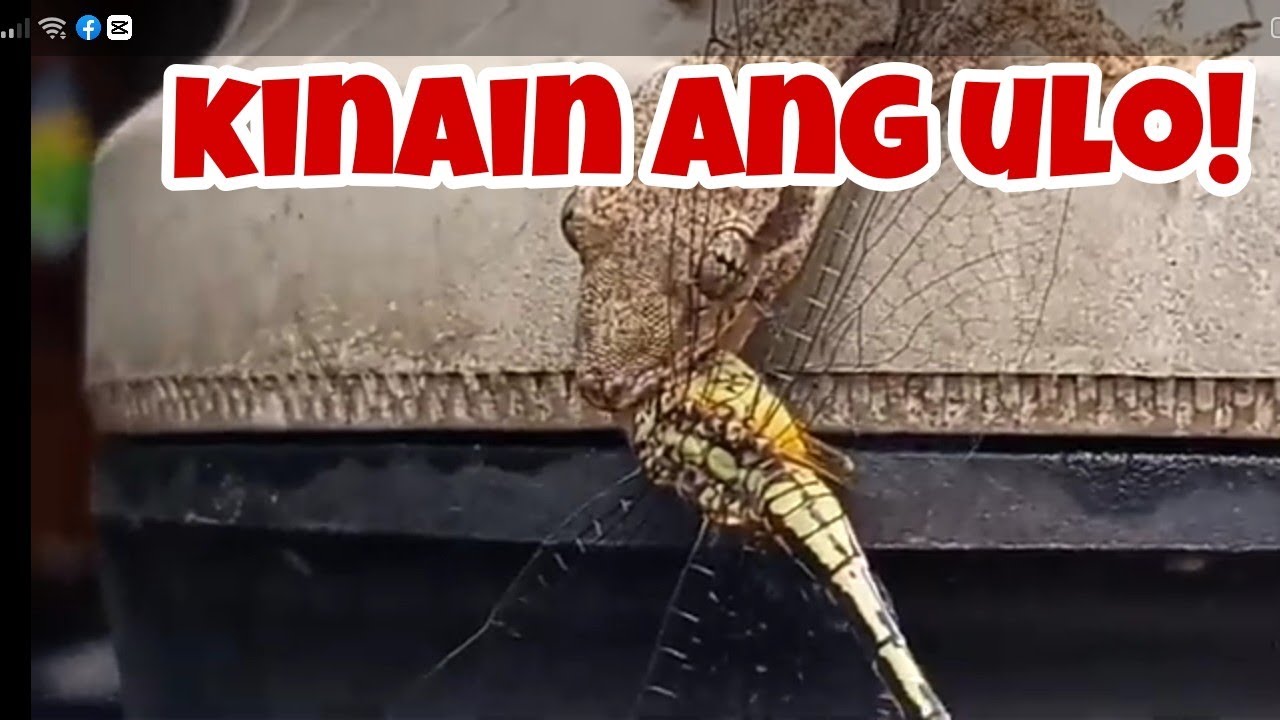 baklang butike kinain ang ulo ng tutube,solb ang pananghalian. - YouTube