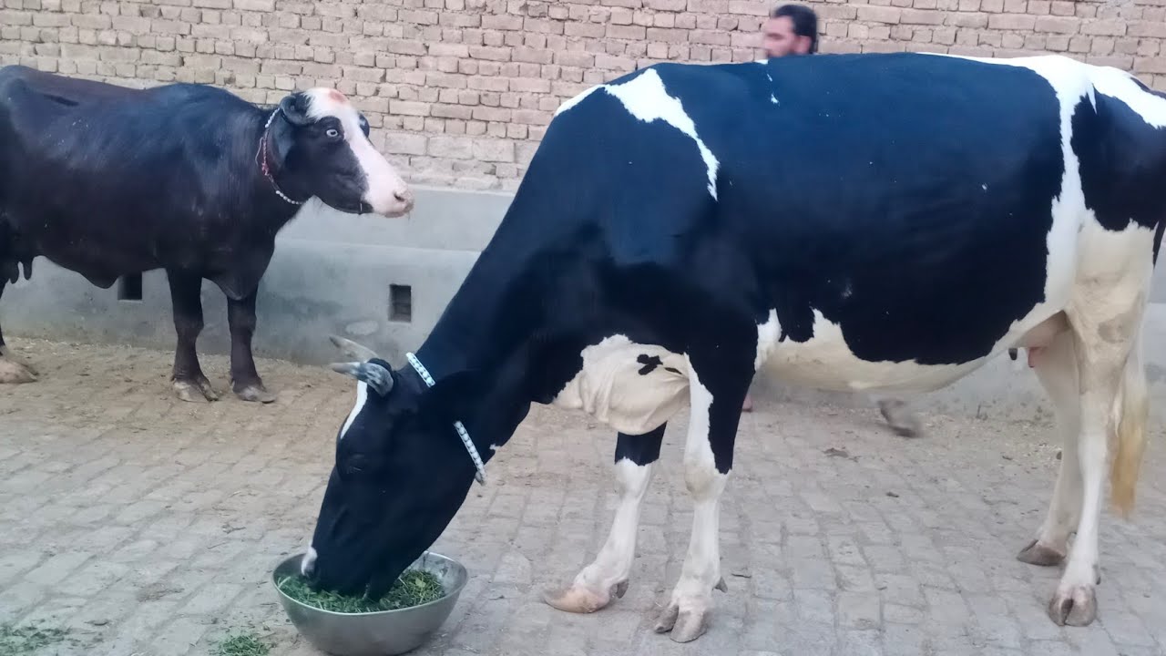 Watch 1 pure neeli buffalo and cow for sale on arifwala 03006537323 -11 ...