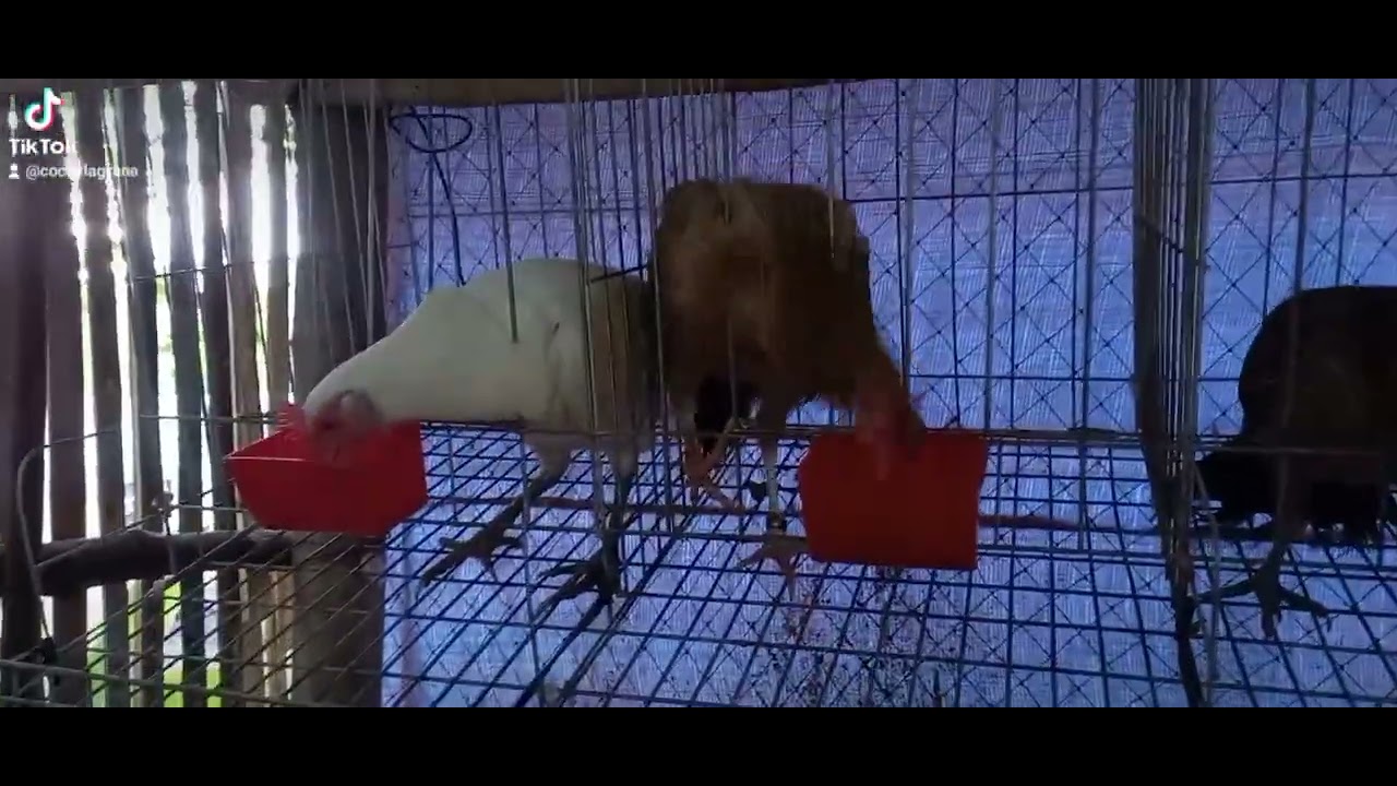 CARRIE CHUA., RED GAMEFARM., AEJ GAMEFARM..NAL GF broodpullets - YouTube