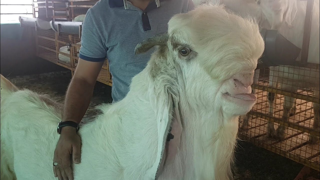 Big Hansa Goat At Hira Goat Farm. - YouTube