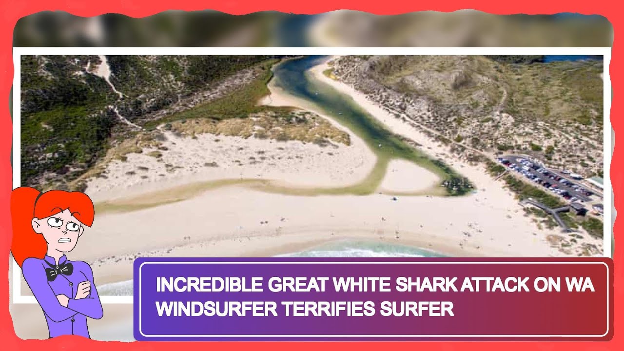 Incredible Great White Shark Attack on WA Windsurfer Terrifies Surfer ...