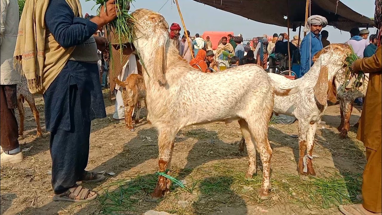 luddan bakra Mandi update pure makkhi chini breeder bakre pure nagre ...