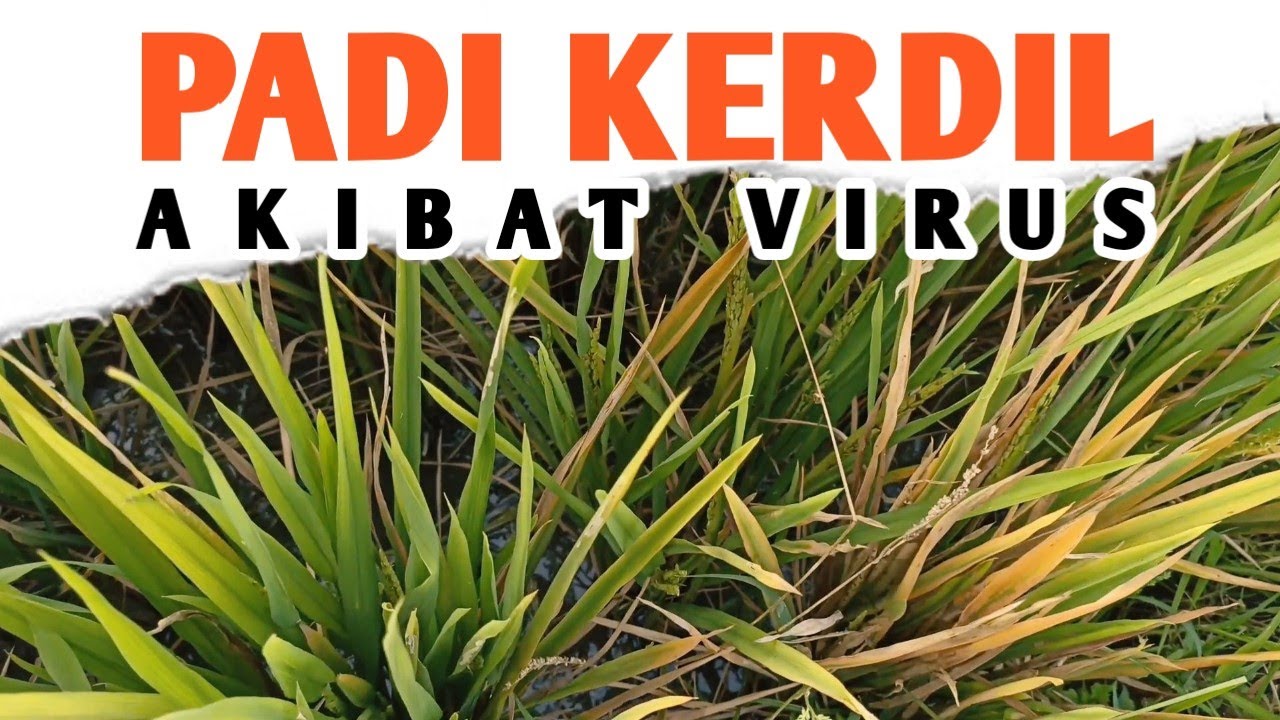 Cara Mengatasi Tanaman Padi Kerdil Rumput dan Kerdil Hampa akibat Virus ...
